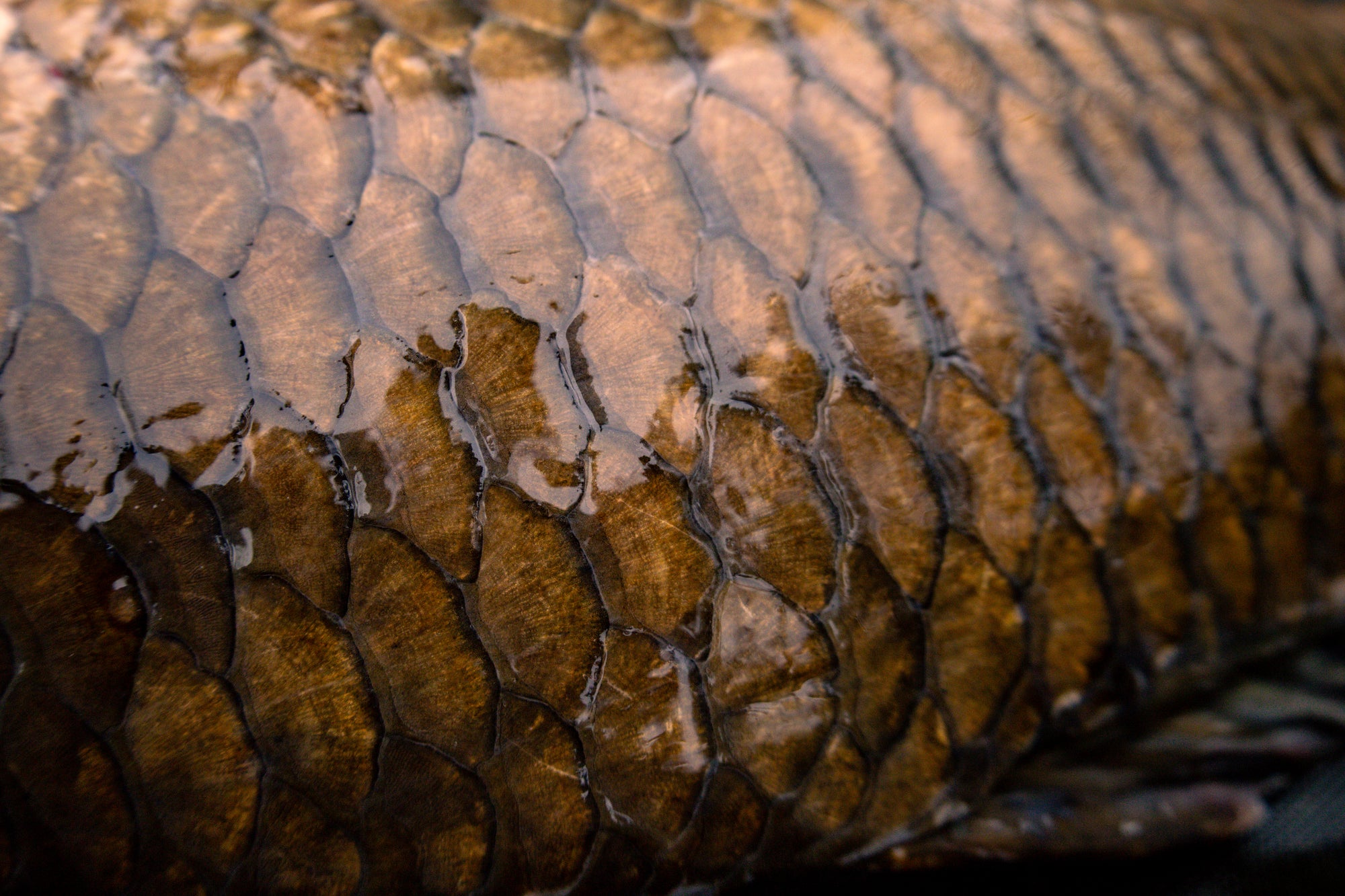 The Carp Tank | Premier Big Carp Fishing Lake | Vitry Le François